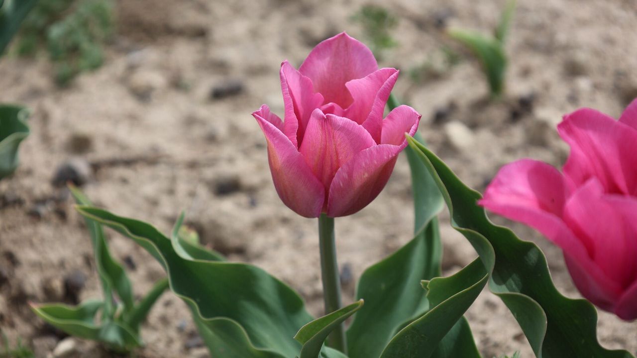 Nevşehir lale yetiştiriciliğinin merkezi haline geliyor. - FİB HABER, Nevşehir Haberleri,kapadokya