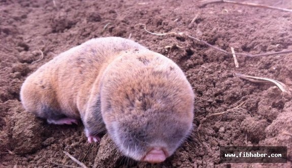 Bu hayvanı tanıyan var mı? - FİB HABER, Nevşehir Haberleri,kapadokya