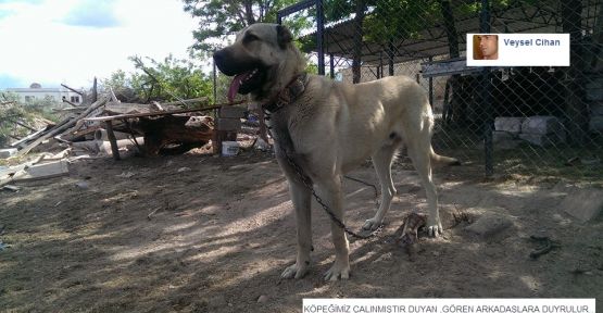 Futbolcu Veysel Cihan'ın Kangal Köpeğini Çaldılar...! - FİB HABER ...